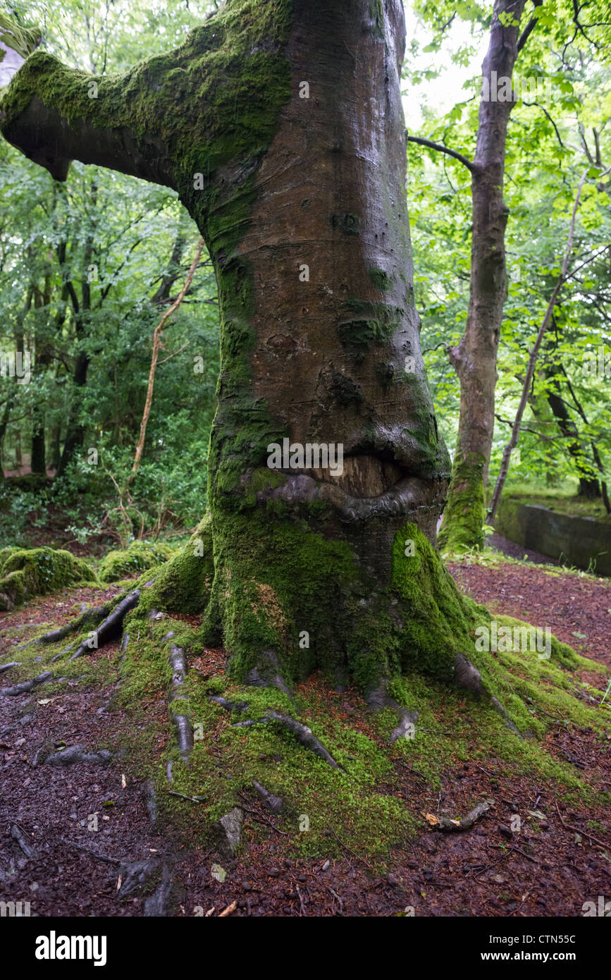 Ancient woodland ireland hi-res stock photography and images - Alamy