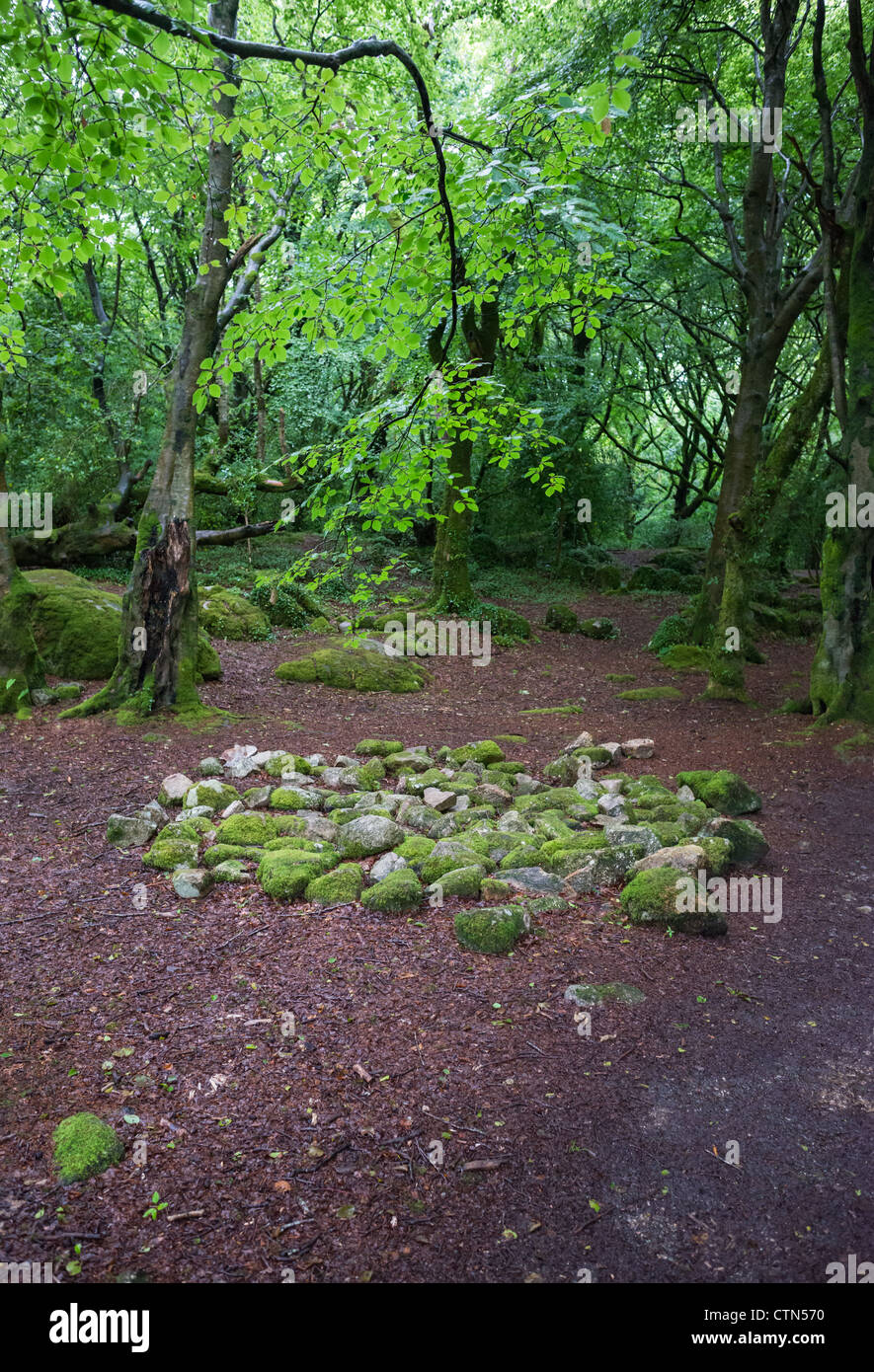 Barna woods on the western boundary of Galway City, Republic of Ireland ...