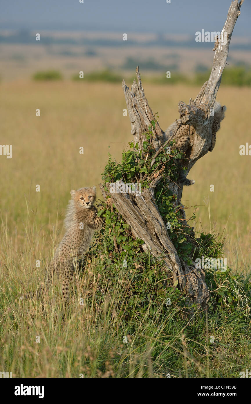 Cheetah Climb High Resolution Stock Photography and Images - Alamy