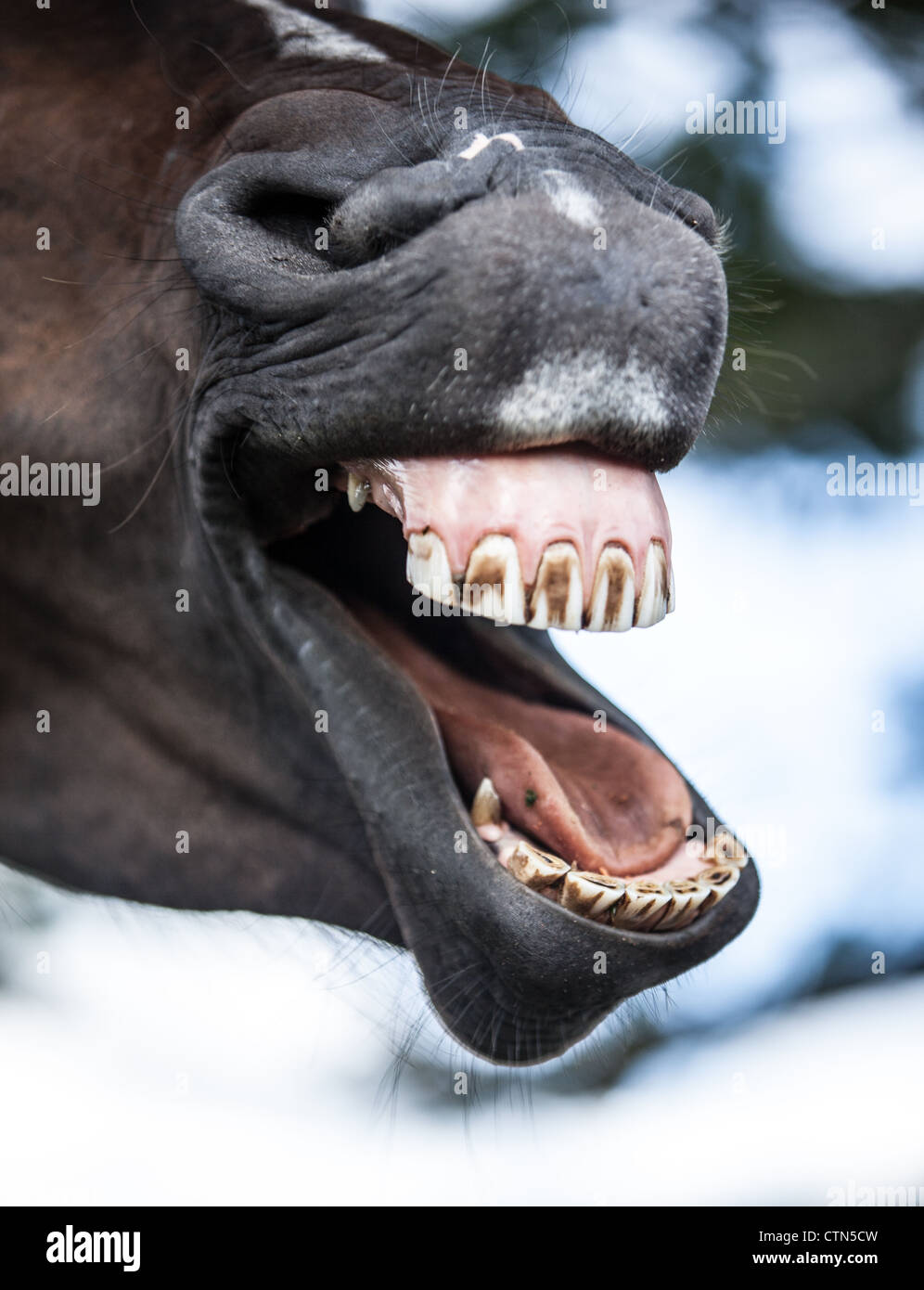 Horse showing teeth hi-res stock photography and images - Alamy