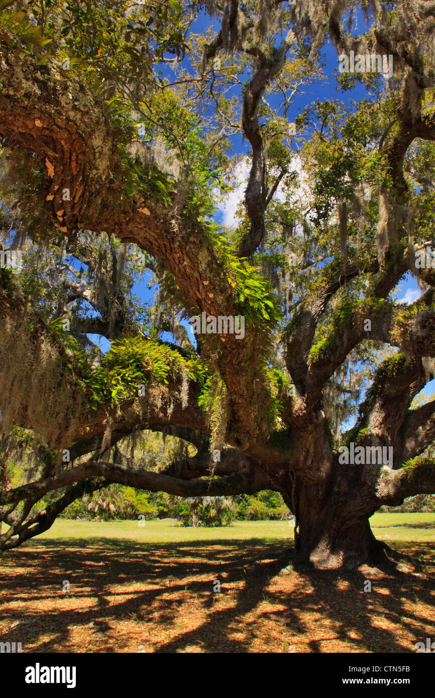 Live oak tree cumberland island hi-res stock photography and images - Alamy