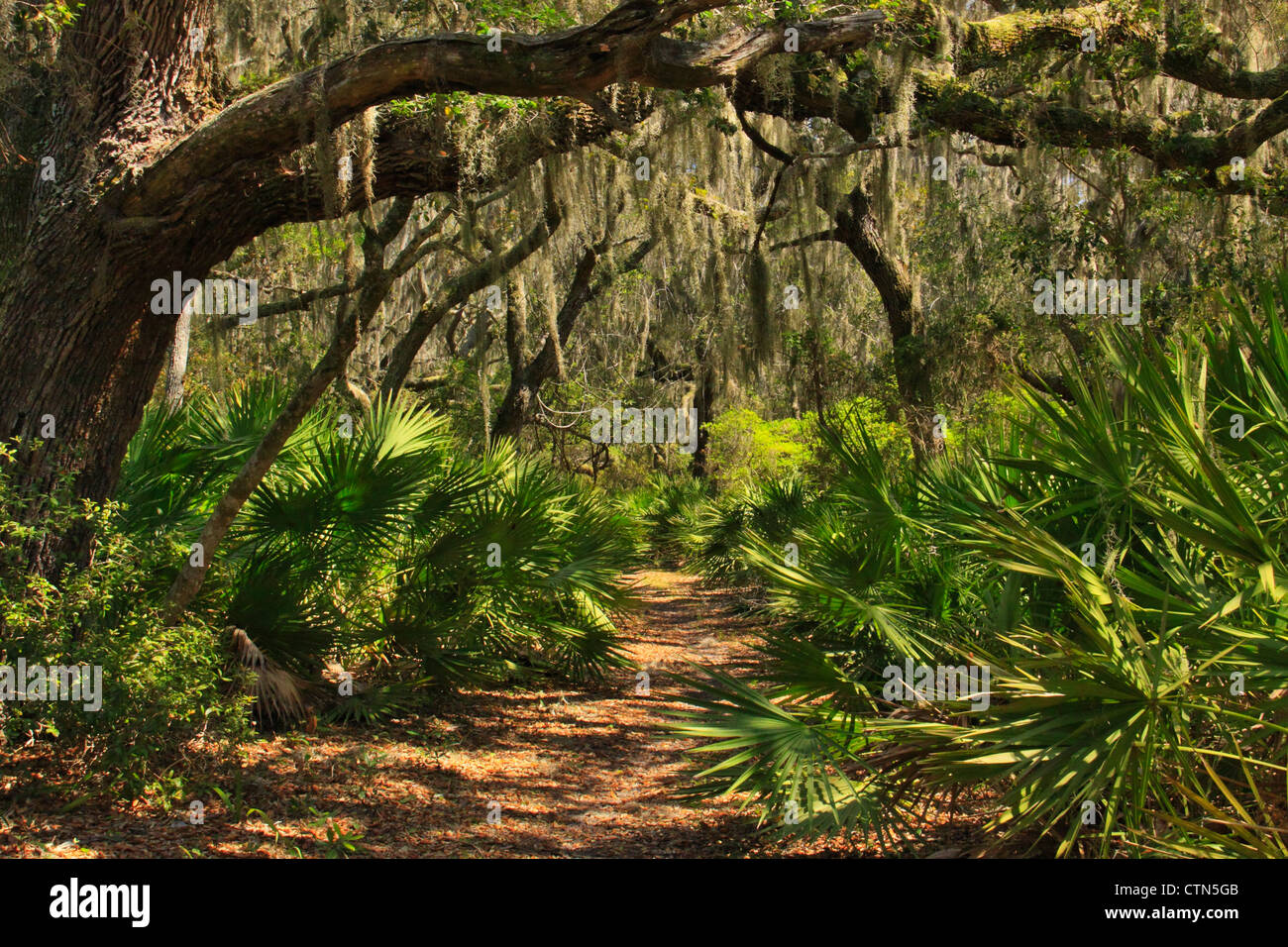 Nightingale Trail, Cumberland Island National Seashore, Georgia, USA ...
