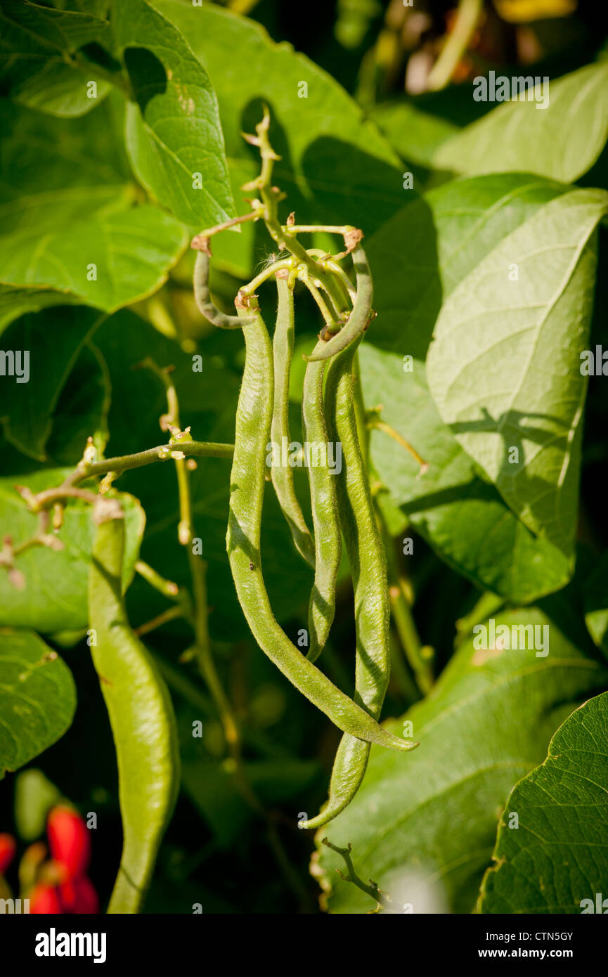 Runner beans hi-res stock photography and images - Alamy