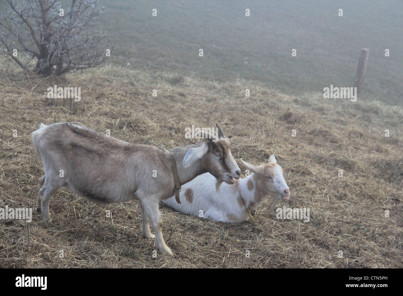 Goats in the fog Stock Photo - Alamy