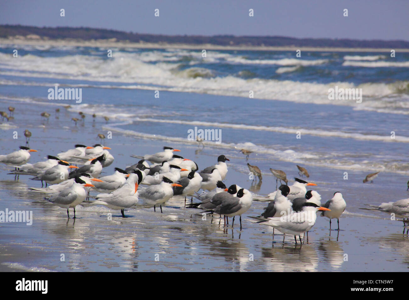 Seashore birds hi-res stock photography and images - Alamy