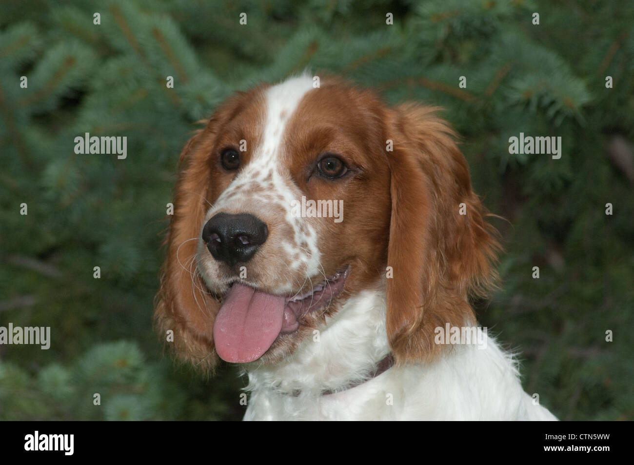Springer Spaniel-head shot Stock Photo - Alamy