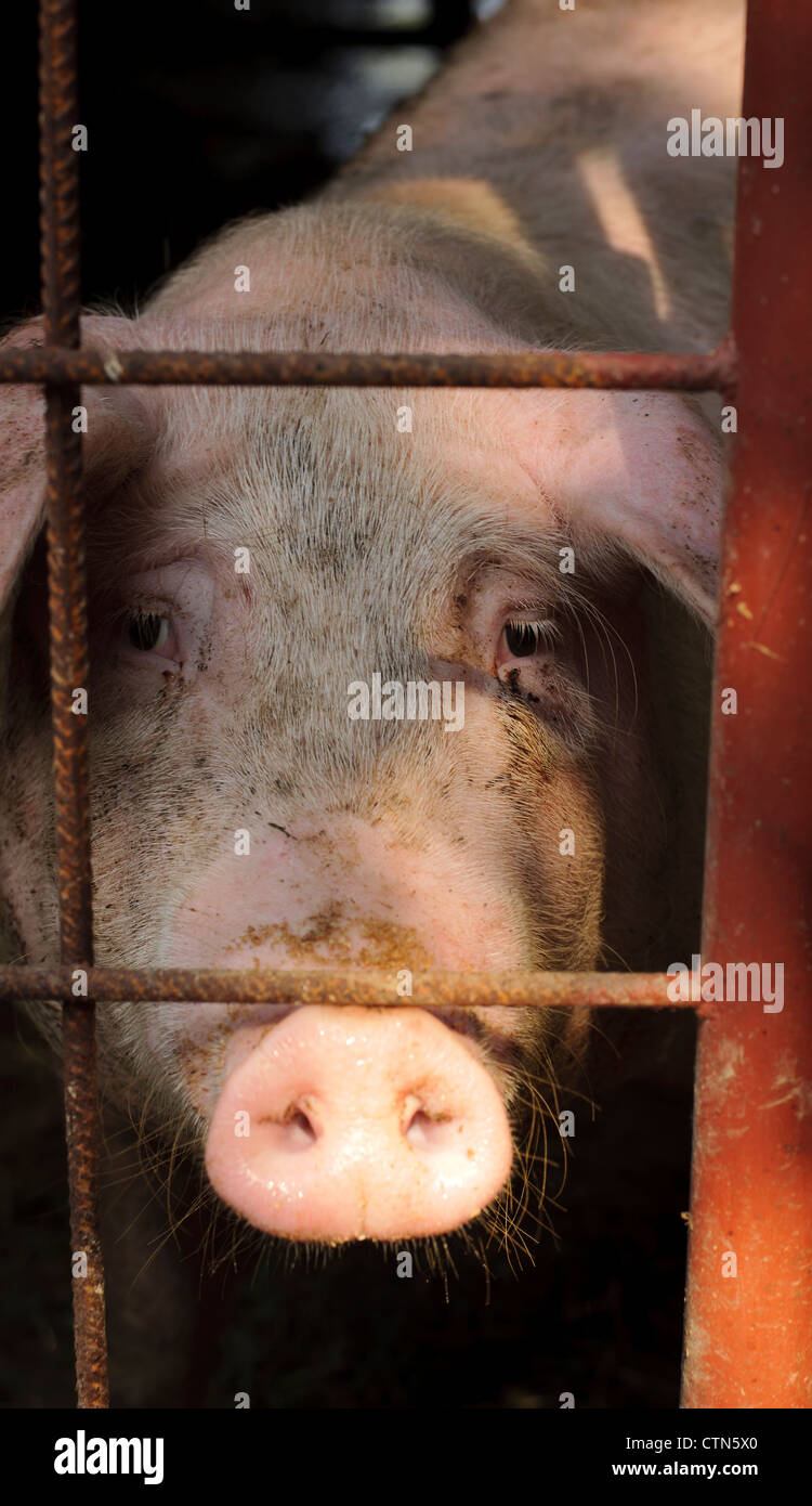 Pig vertical hi-res stock photography and images - Alamy