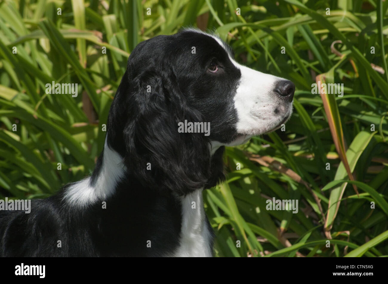 Springer Spaniel-head shot Stock Photo - Alamy