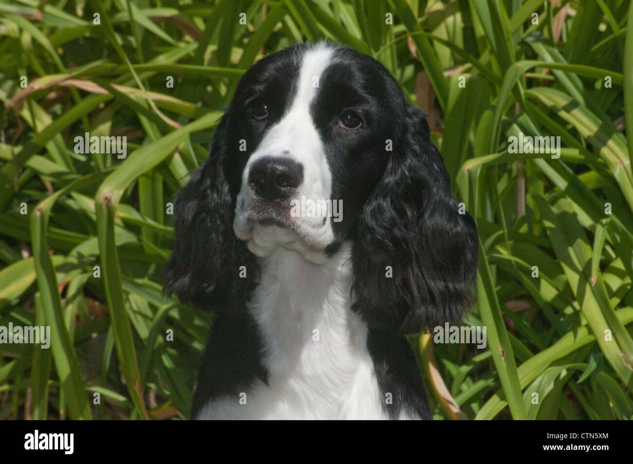 Springer Spaniel-head shot Stock Photo - Alamy