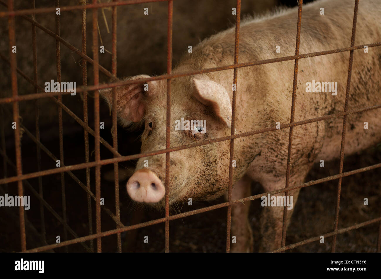 Pig cage hi-res stock photography and images - Alamy