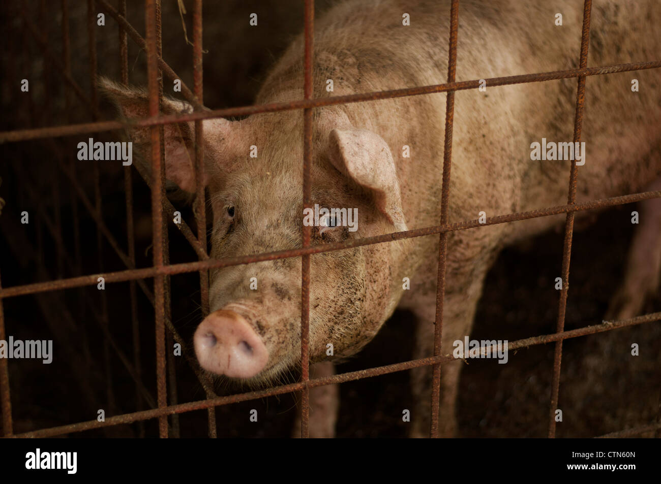 Pig horizontal hi-res stock photography and images - Alamy
