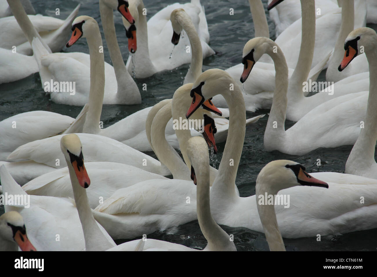 Swans with drops hi-res stock photography and images - Alamy