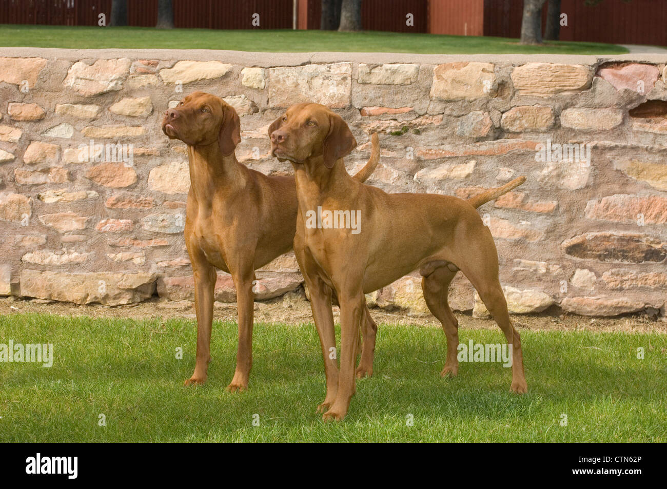 Hungarian vizslas hi-res stock photography and images - Alamy