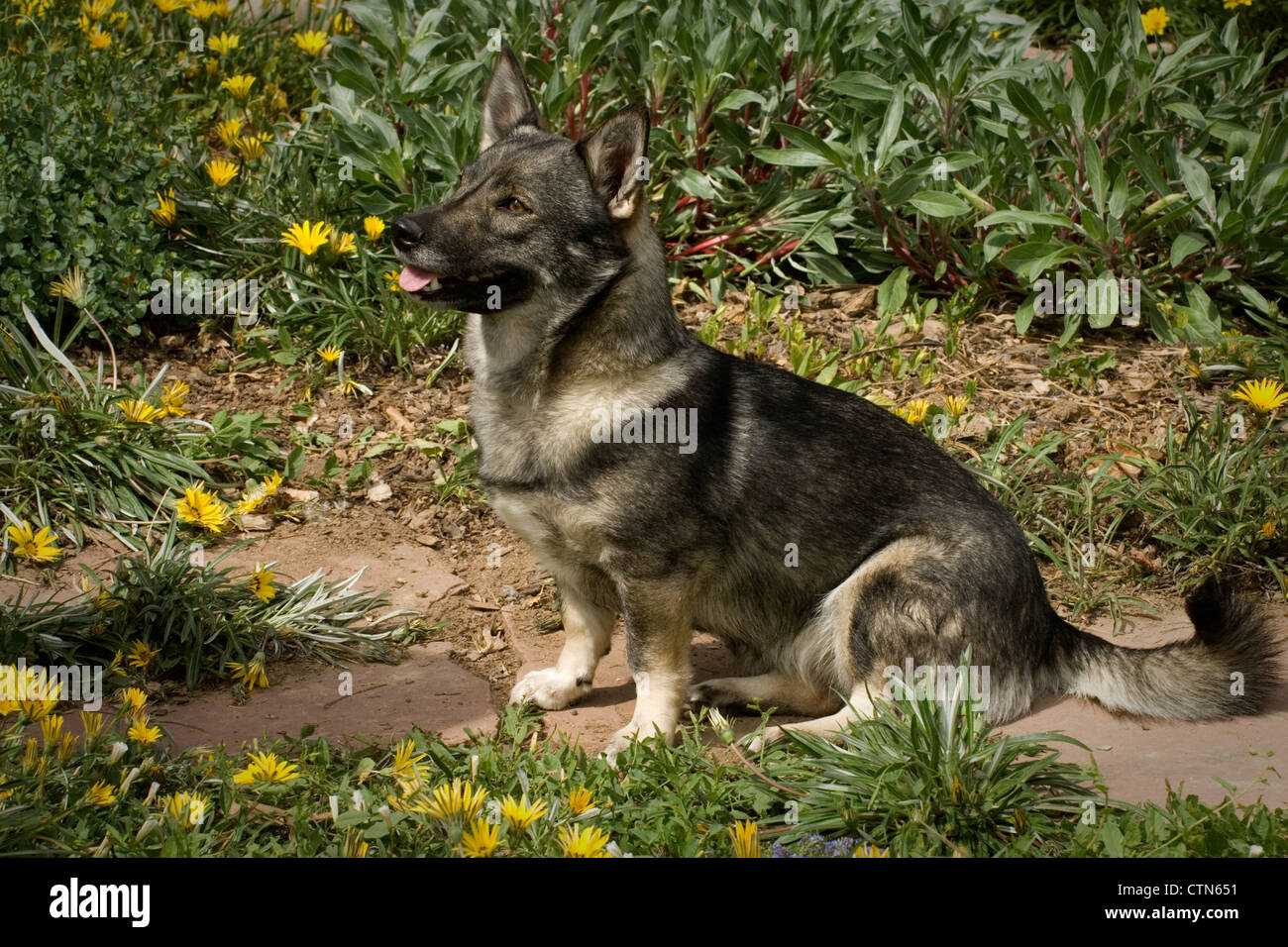 Swedish Vallhund German Shepherd Mix
