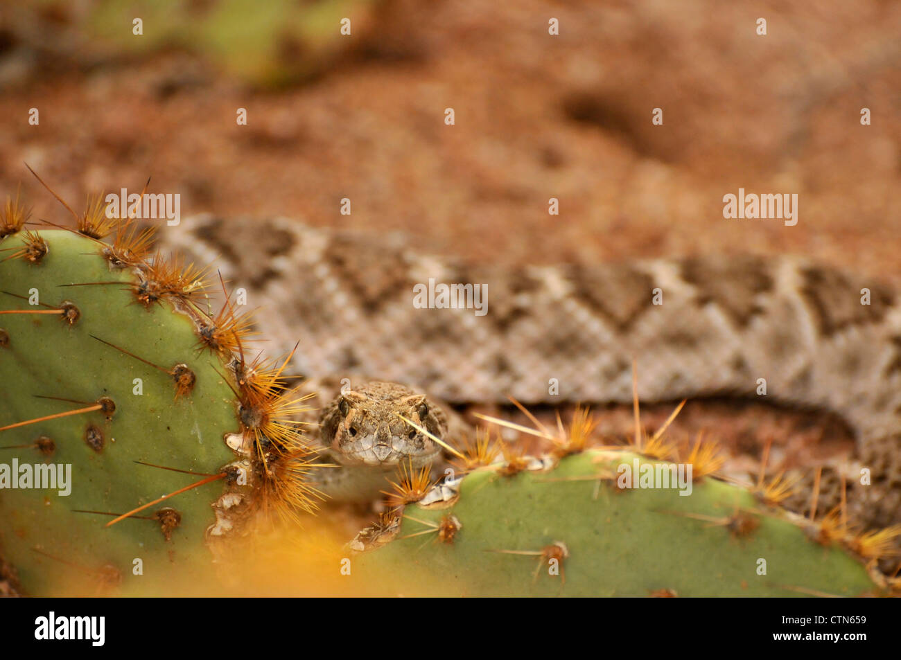A Western Diamondback Rattlesnake, (Crotalus atrox), in Ironwood Forest ...