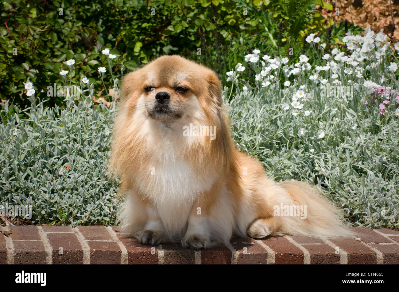 Portrait tibetan spaniel hi-res stock photography and images - Alamy