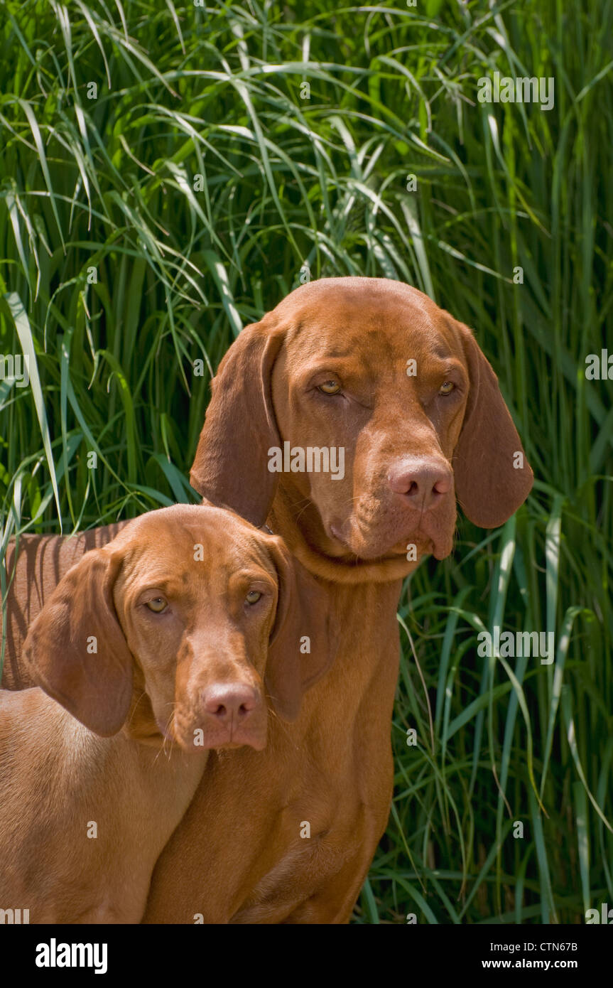 Two Vizlas together Stock Photo - Alamy