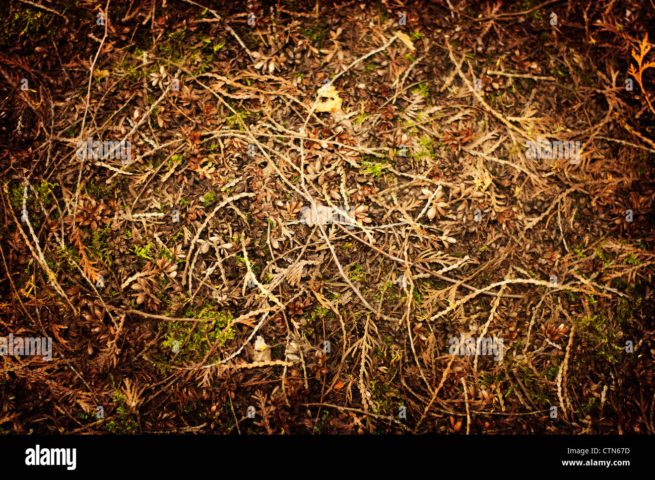 At forest ground hi-res stock photography and images - Alamy