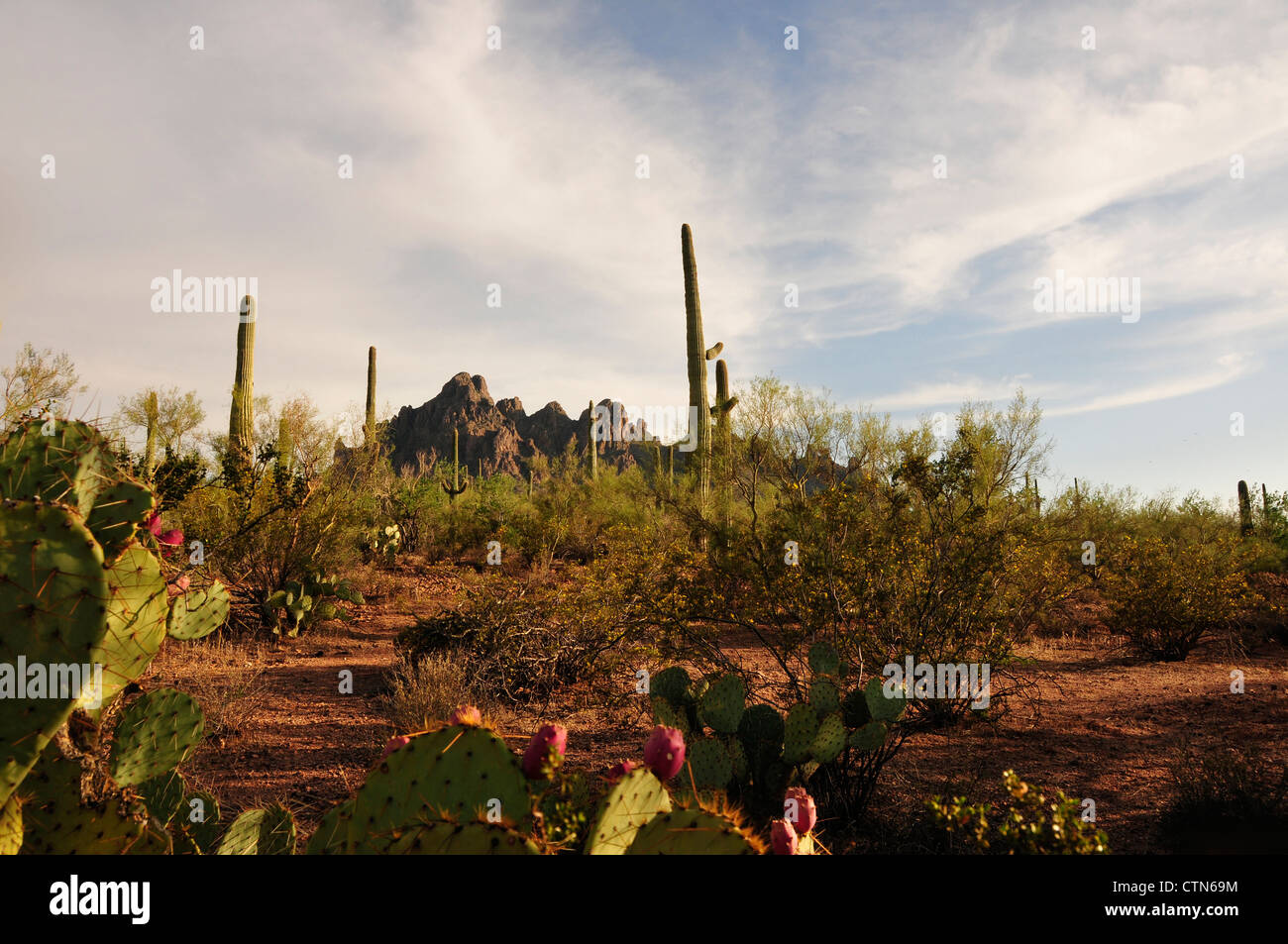 Ragged Top in the Silver Bell Mountains in the Ironwood Forest National ...