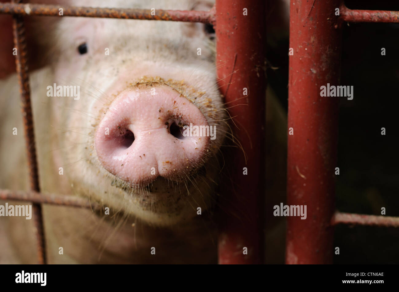 Sad pig hi-res stock photography and images - Alamy