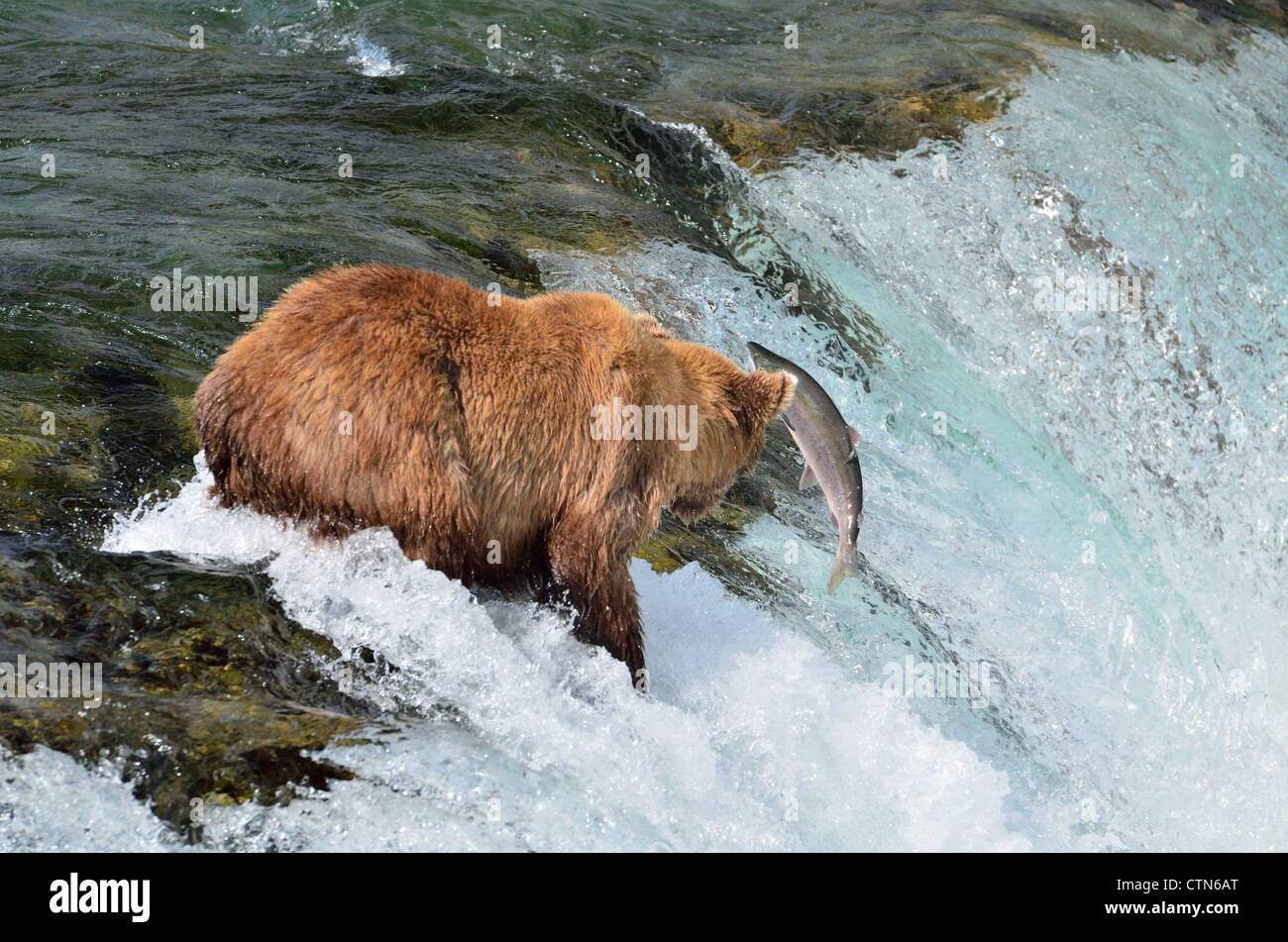 Jumping Bear Capuchin Monkey And Bear Jumping Adventure