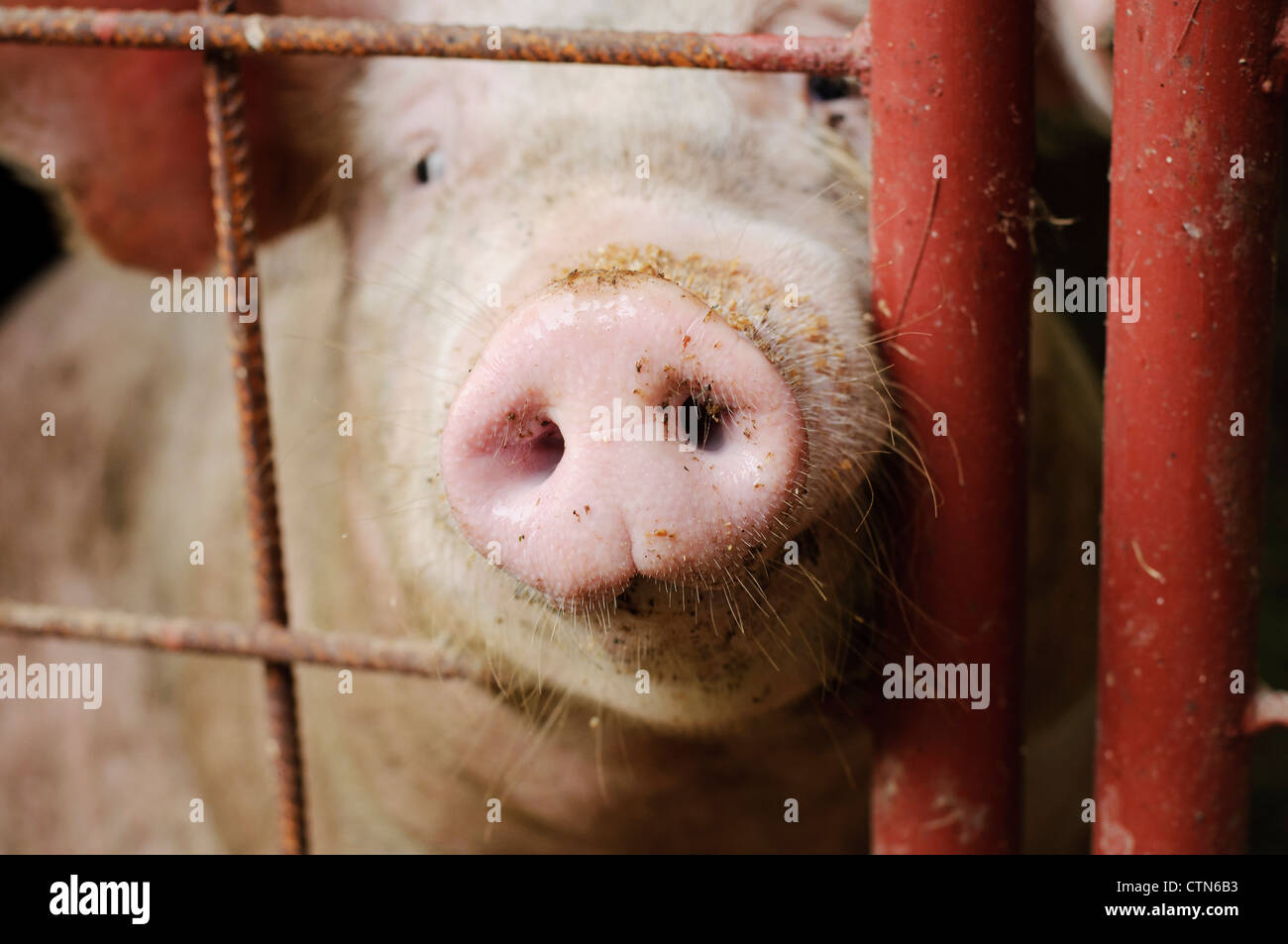 Sad pig hi-res stock photography and images - Alamy