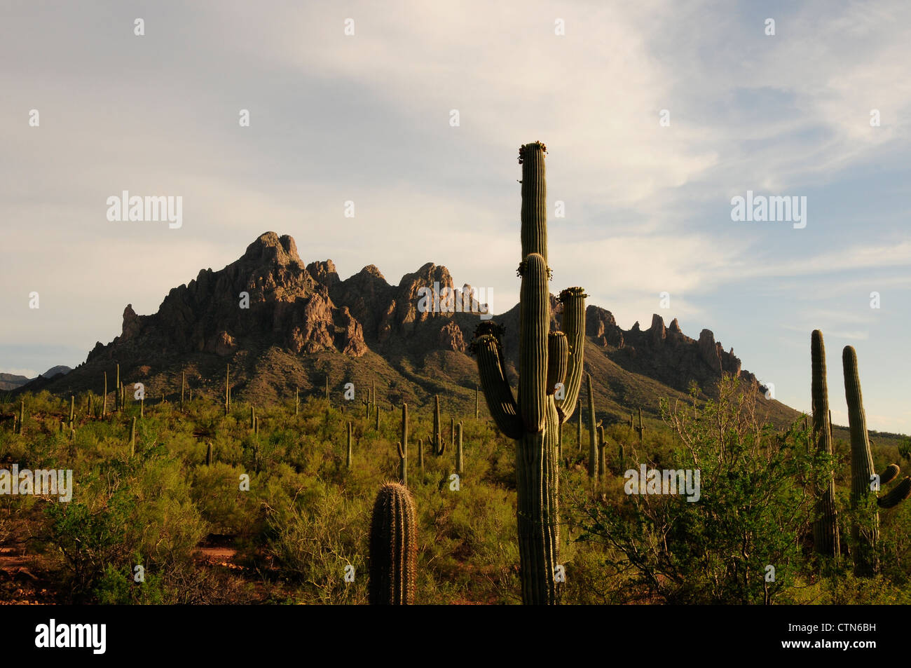 Ragged Top in the Silver Bell Mountains in the Ironwood Forest National ...