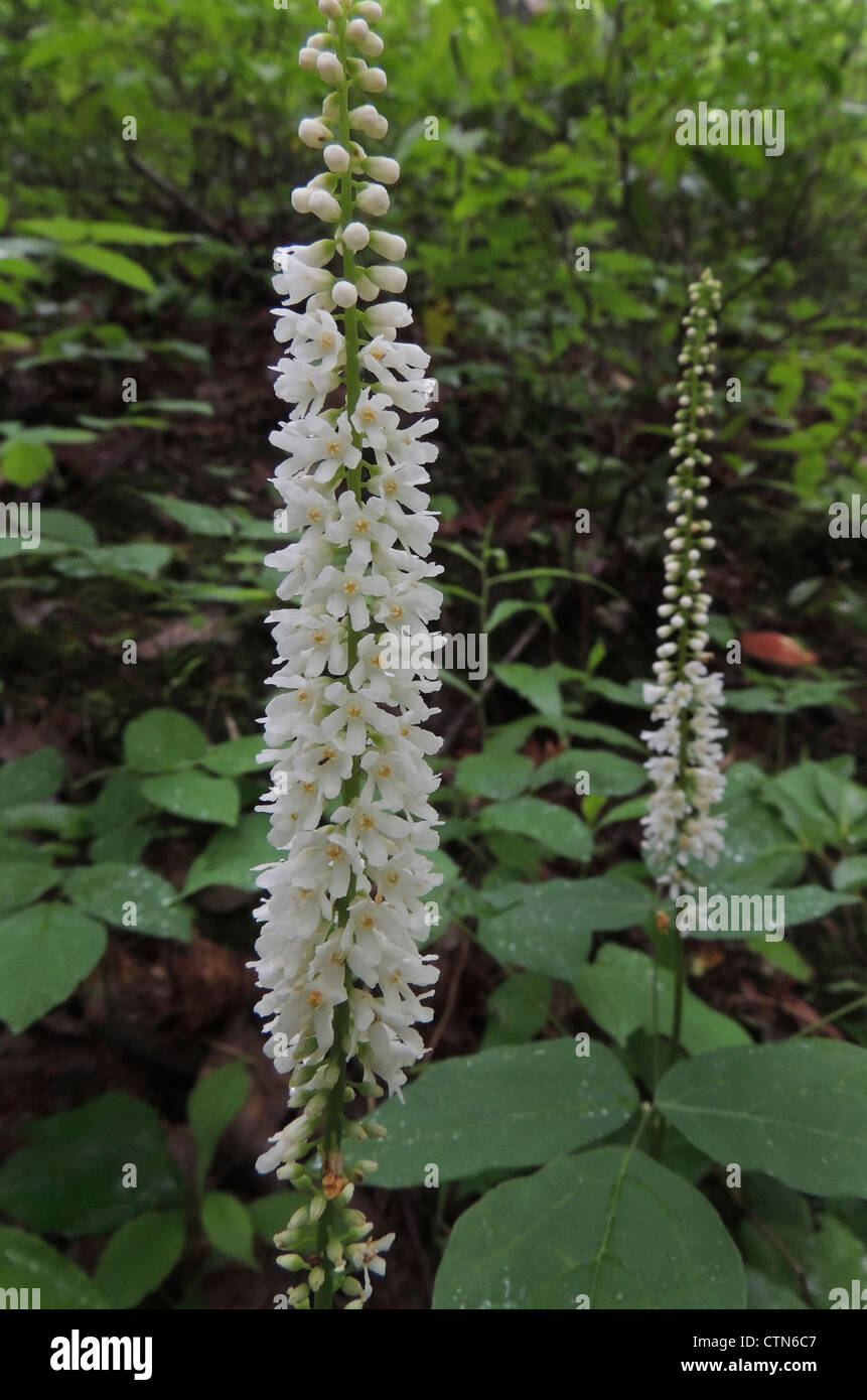 Close-up of a Galax flower along the trail to Laurel Falls Smoky ...