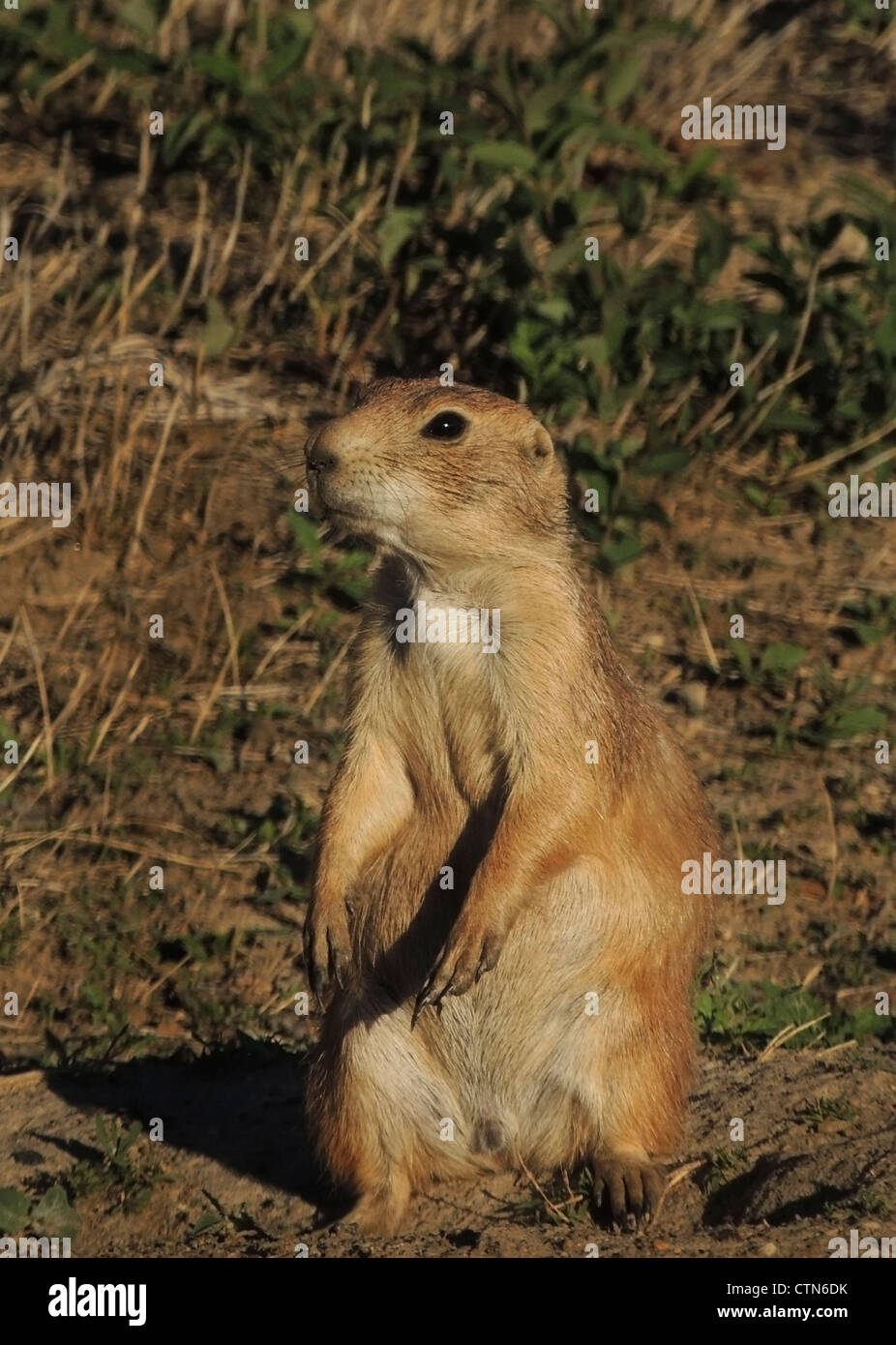 Prairie dog in burrow hi-res stock photography and images - Alamy