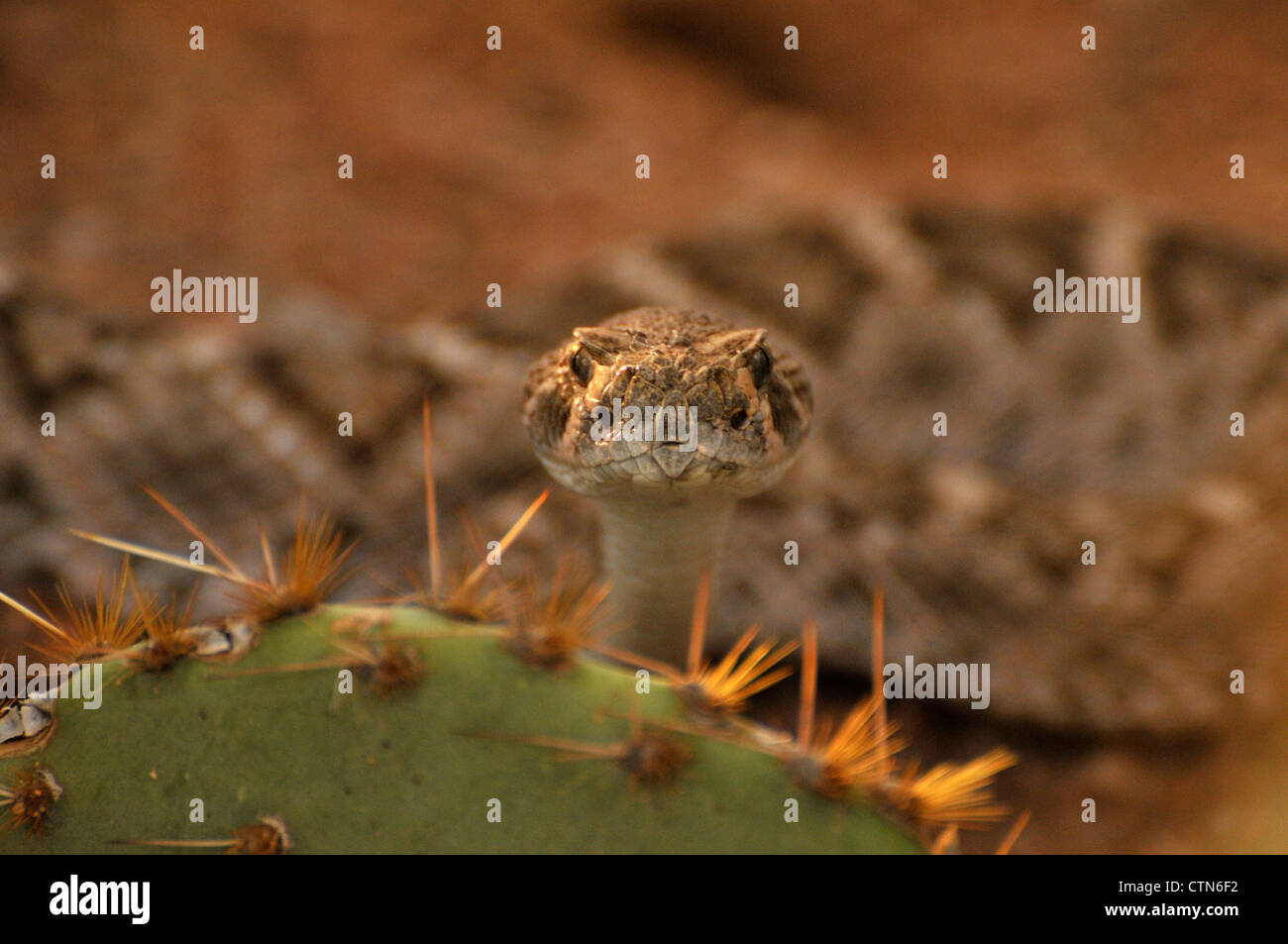 A Western Diamondback Rattlesnake, (Crotalus atrox), in Ironwood Forest ...