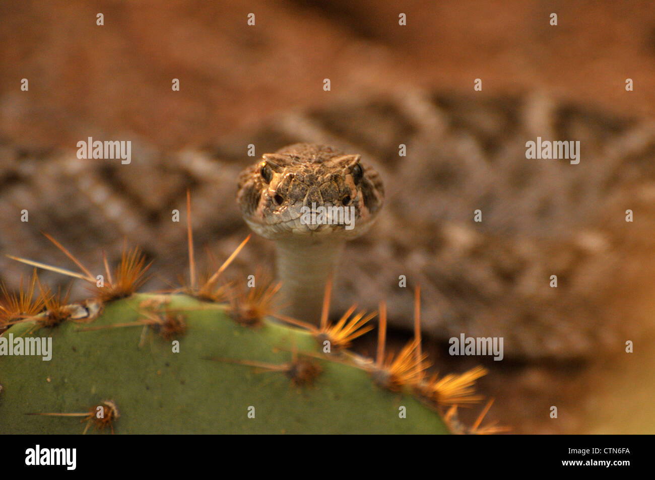 A Western Diamondback Rattlesnake, (Crotalus atrox), in Ironwood Forest ...