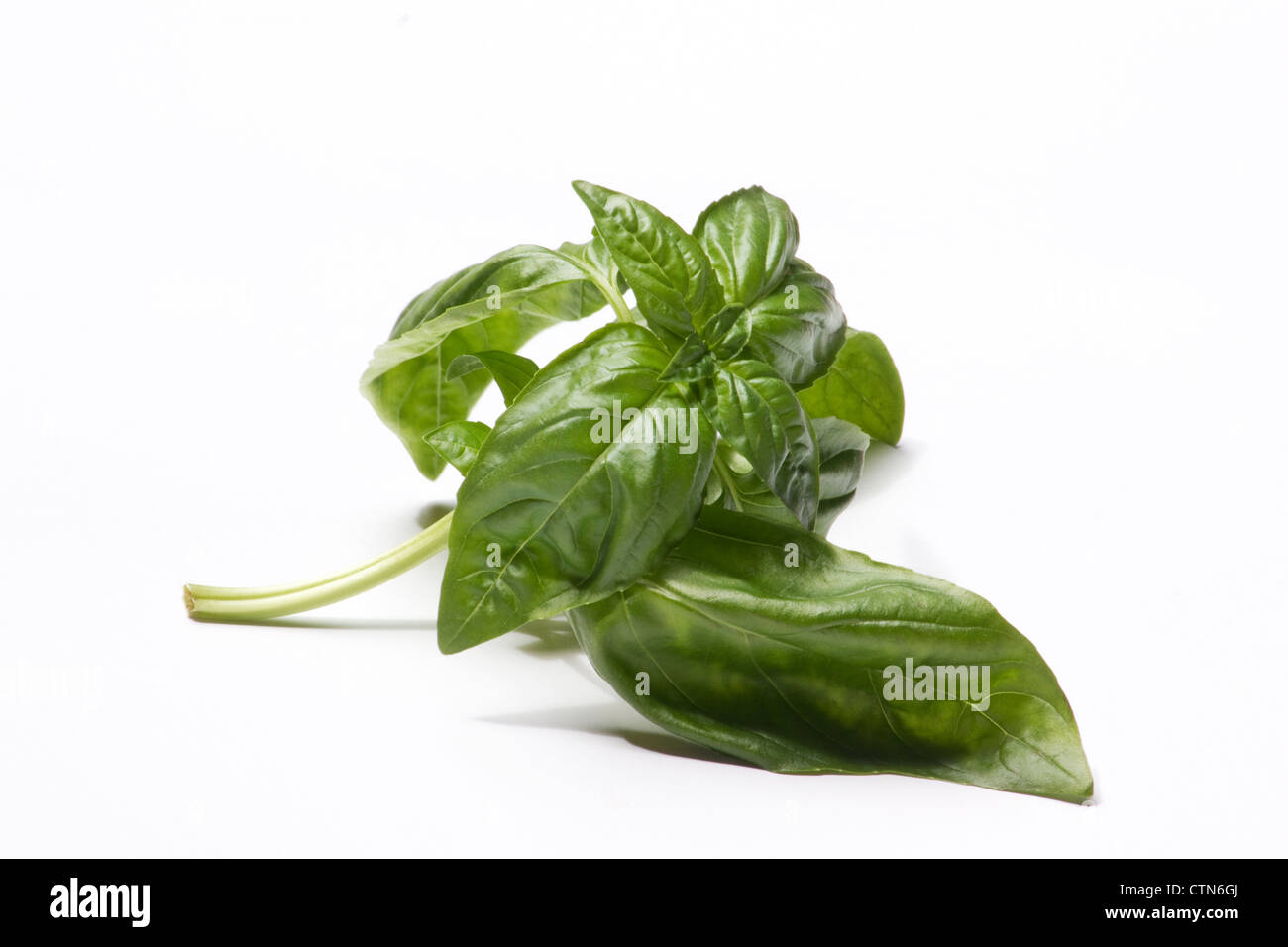 Basil (Ocimum basilicum) sprig Stock Photo - Alamy