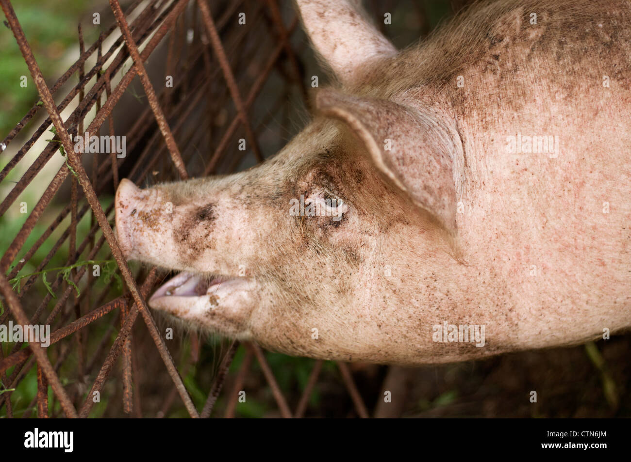 Pig horizontal hi-res stock photography and images - Alamy