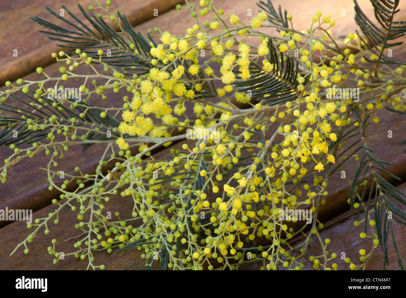 Silver Wattle (Acacia dealbata) flowers on wooden deck Stock Photo - Alamy