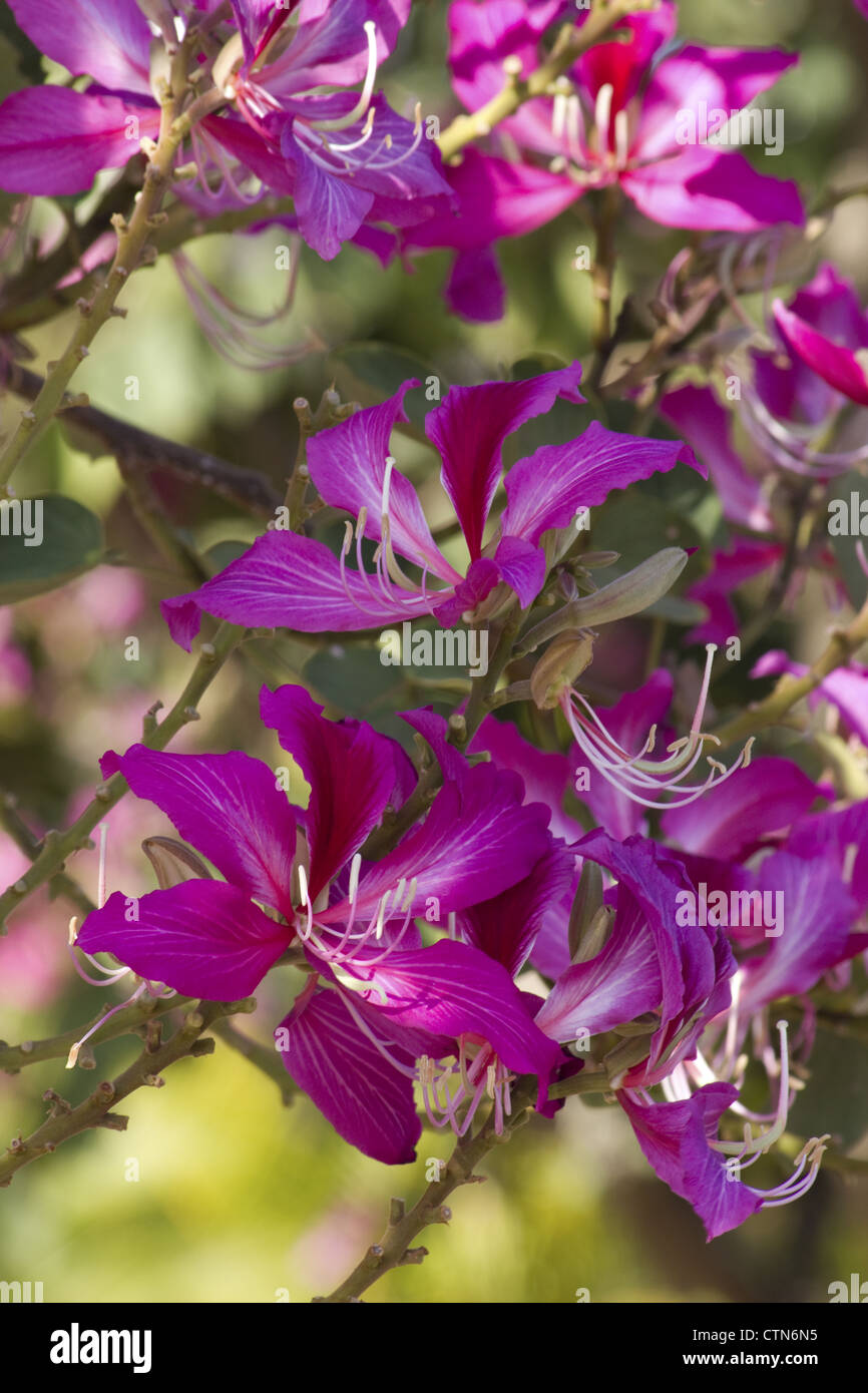 Close-up of orchid tree (Bauhinia purpurea) flowers Stock Photo - Alamy