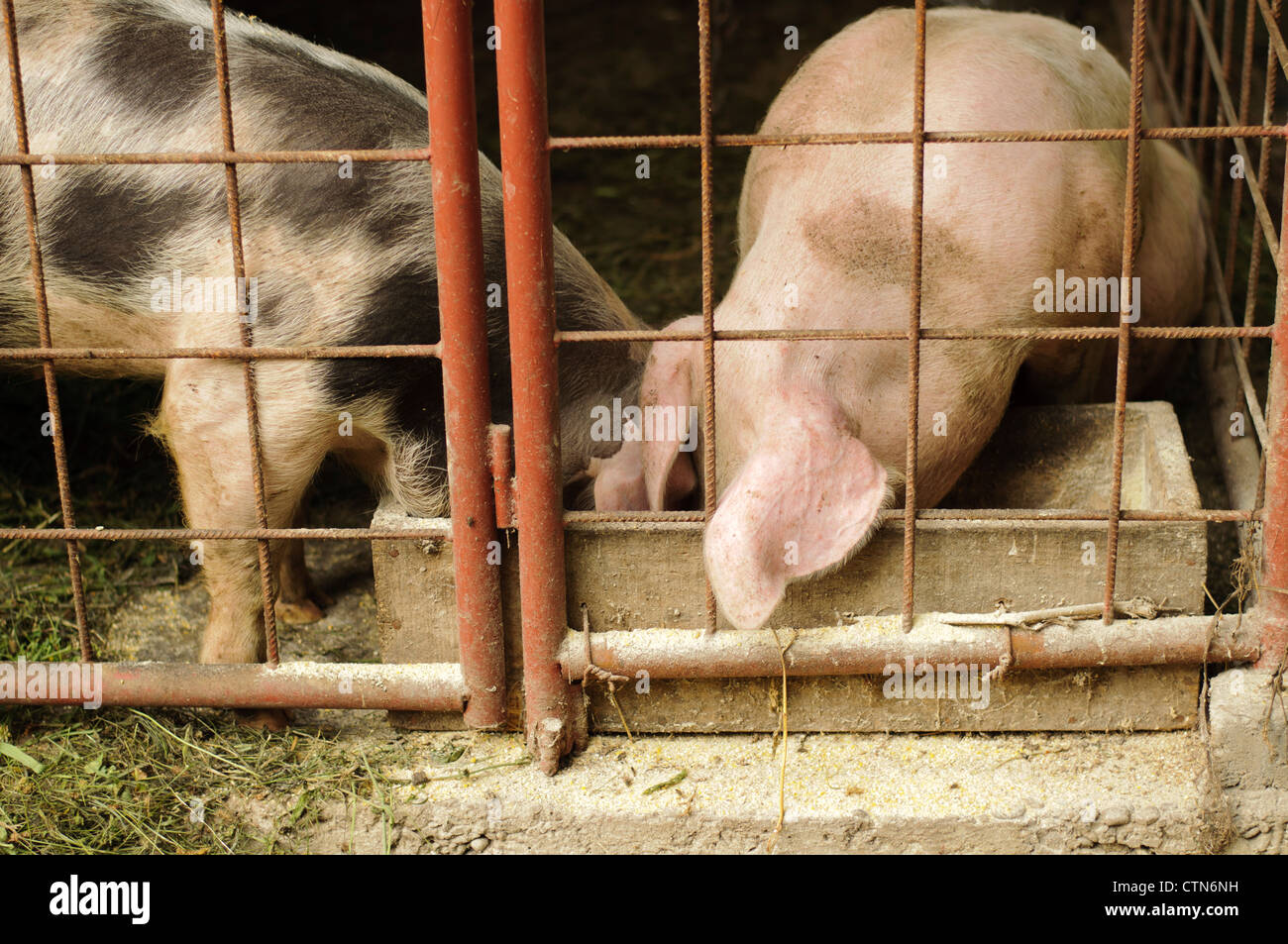 Pigs eating hi-res stock photography and images - Alamy