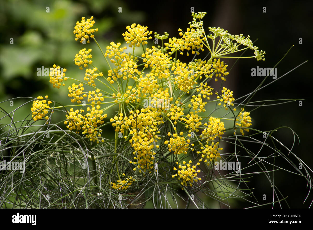 Fennel plant foeniculum vulgare hi-res stock photography and images - Alamy