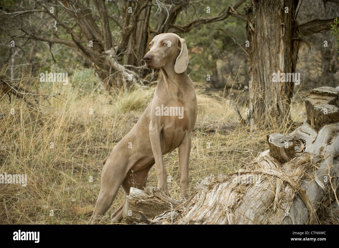 Weimeraner hi-res stock photography and images - Alamy