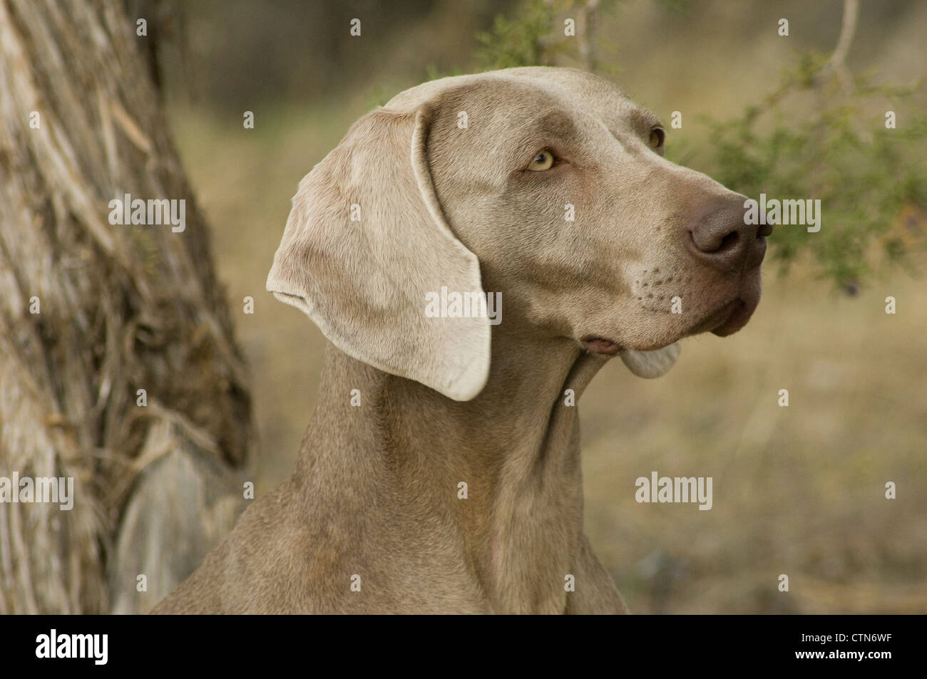 Weimeraner portrait hi-res stock photography and images - Alamy