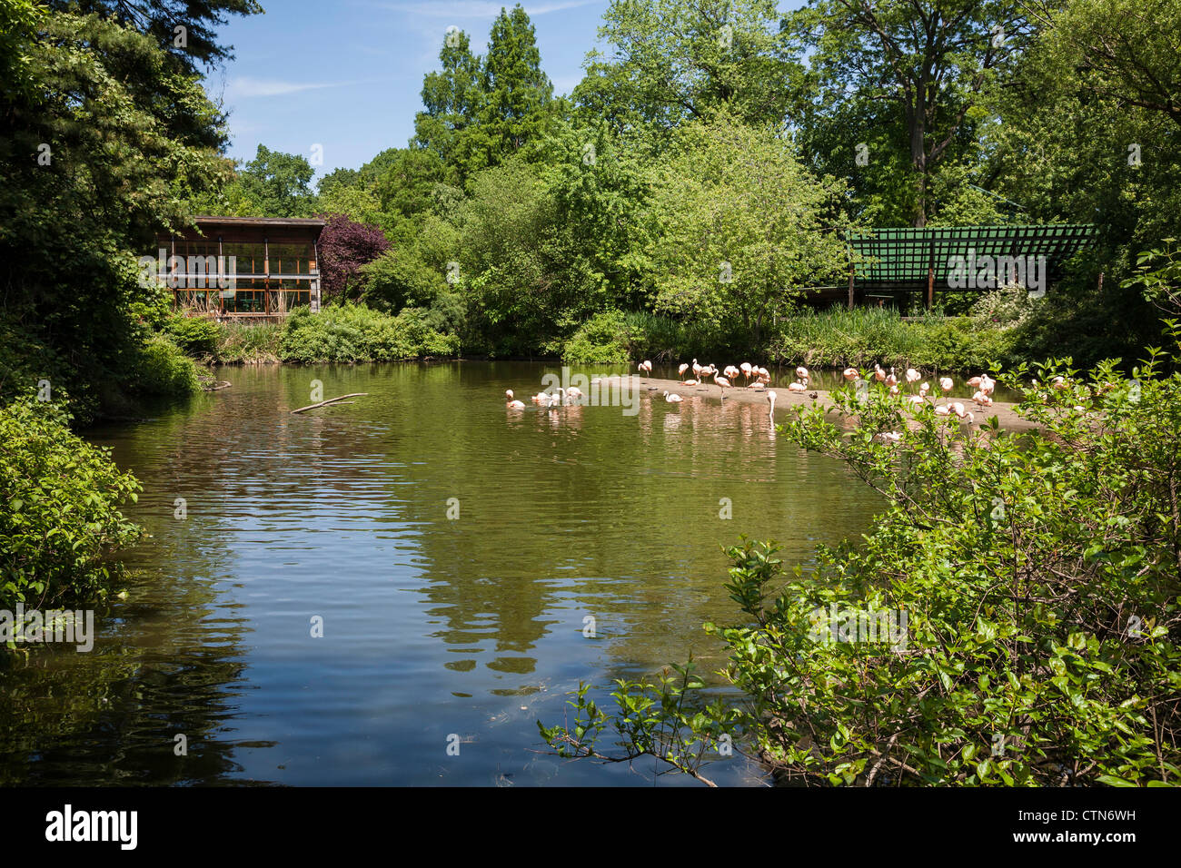 Flamingos, The Bronx Zoo, Wildlife Conservation Society, Bronx Park ...