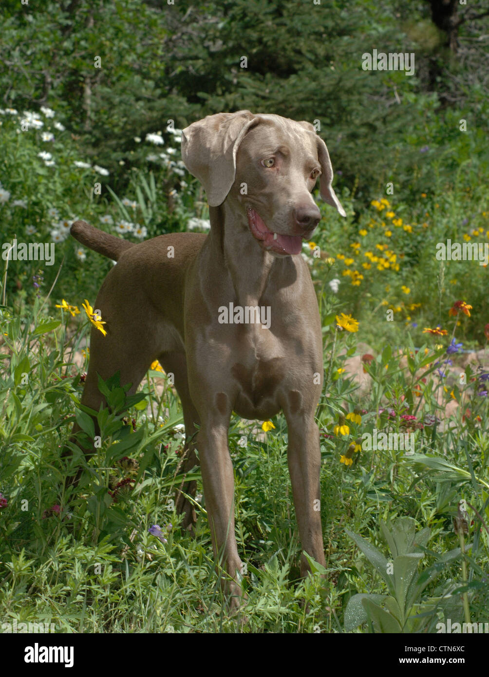 Weimeraner portrait hi-res stock photography and images - Alamy