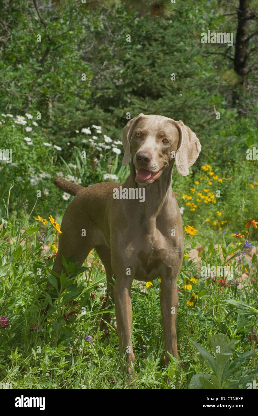 Weimeraner portrait hi-res stock photography and images - Alamy