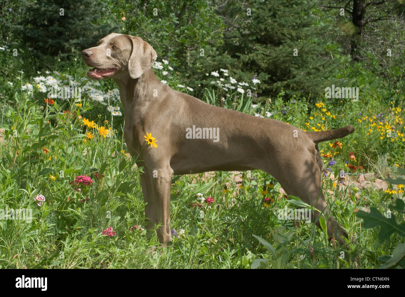 Weimeraner portrait hi-res stock photography and images - Alamy