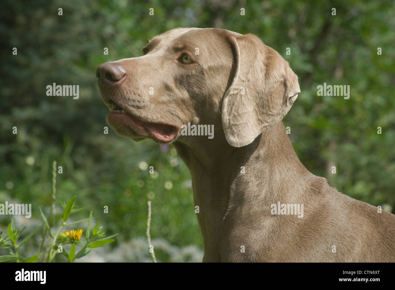 Weimeraner hi-res stock photography and images - Alamy