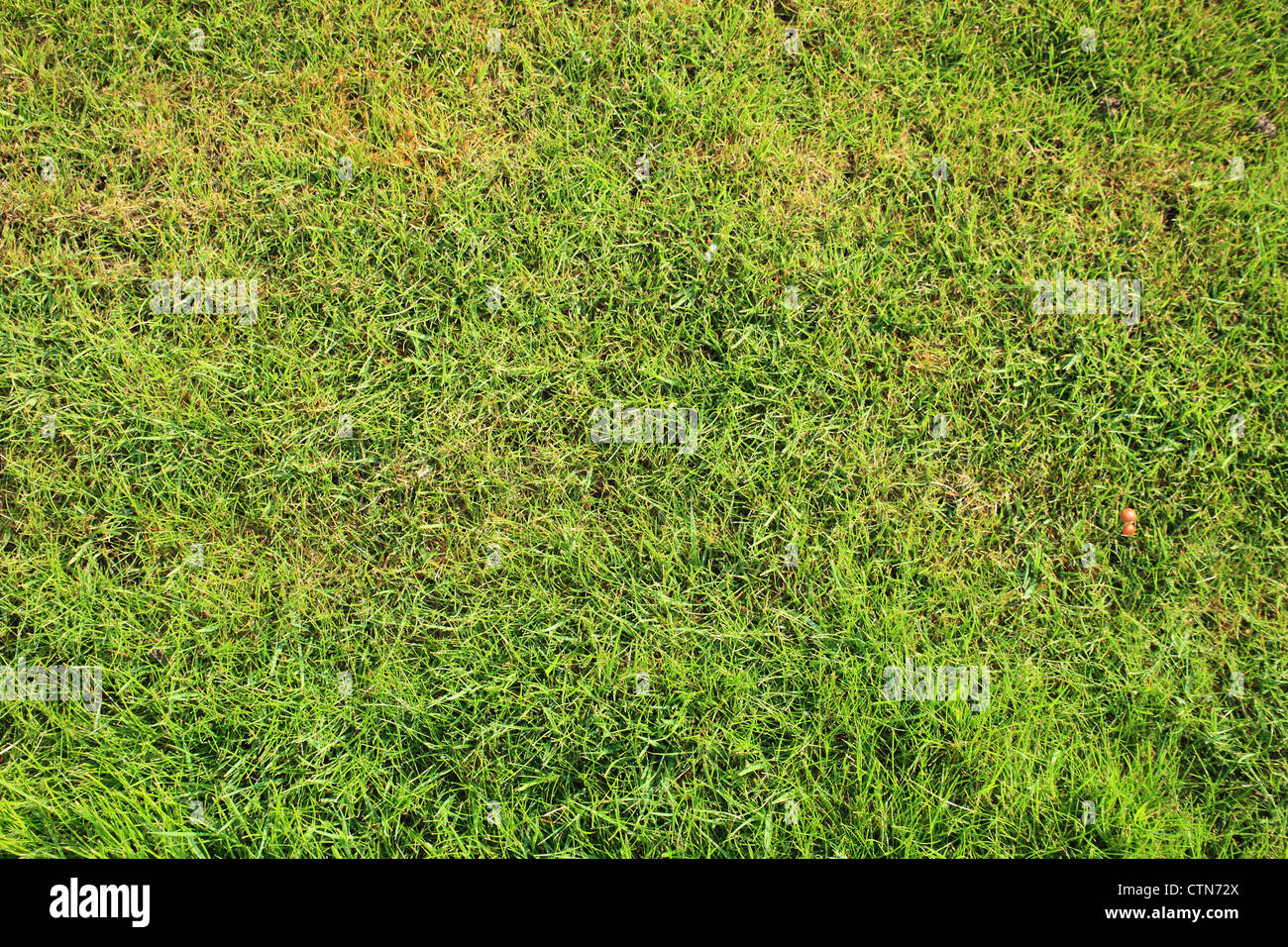 Perfectly cut lawn hi-res stock photography and images - Alamy