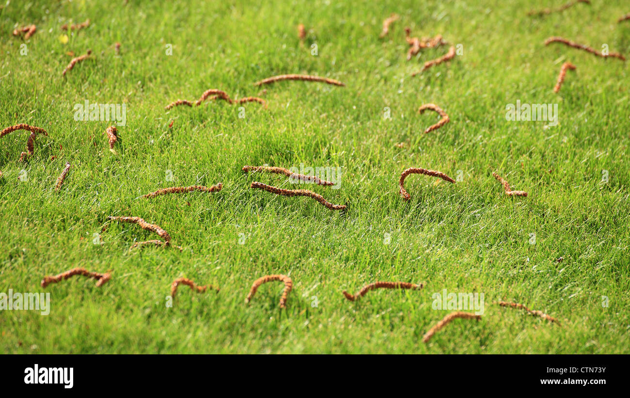 Beautiful green lawns perfectly cut for background Stock Photo - Alamy