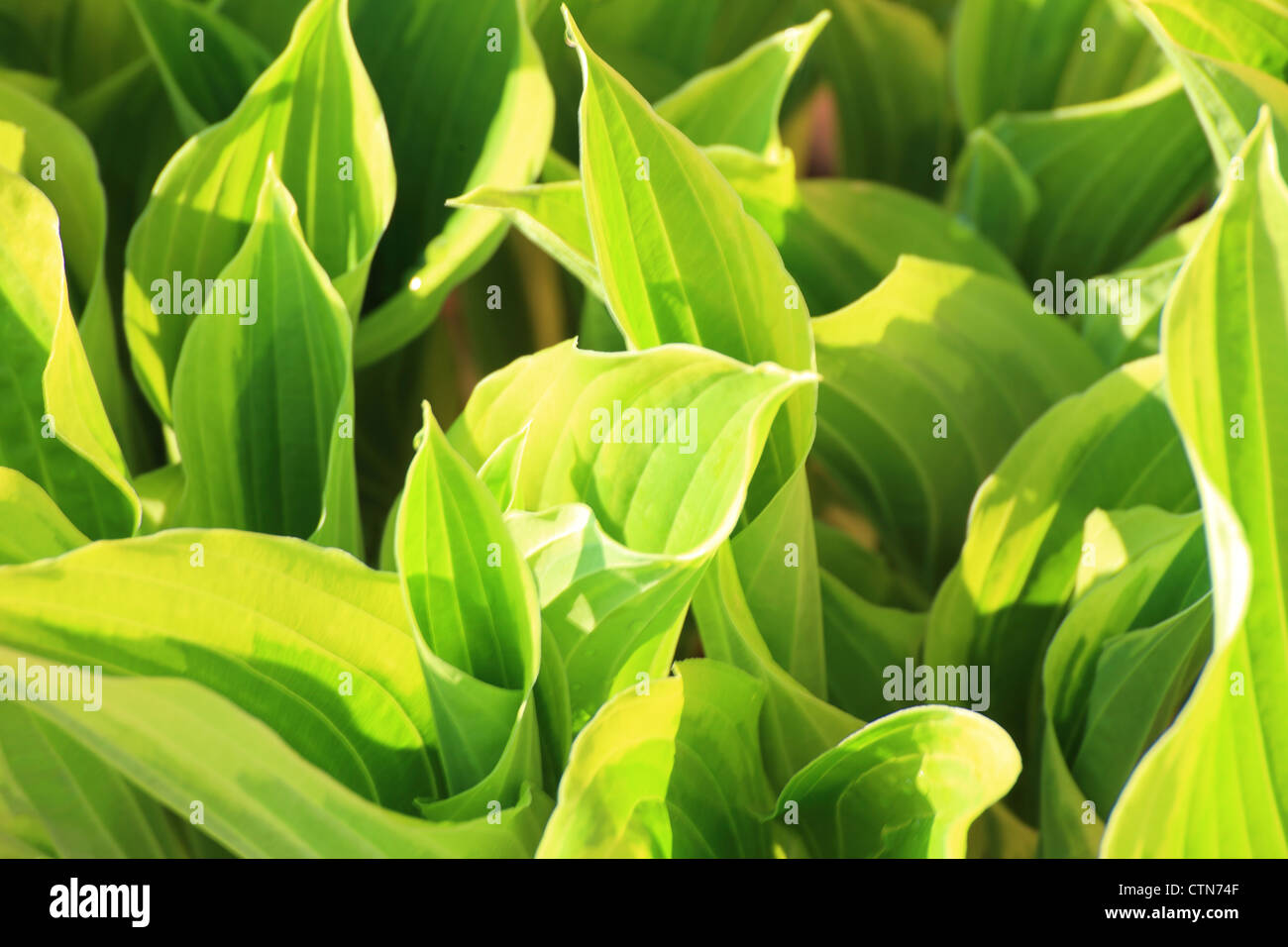 Beautiful green leaf outdoor nature Stock Photo - Alamy