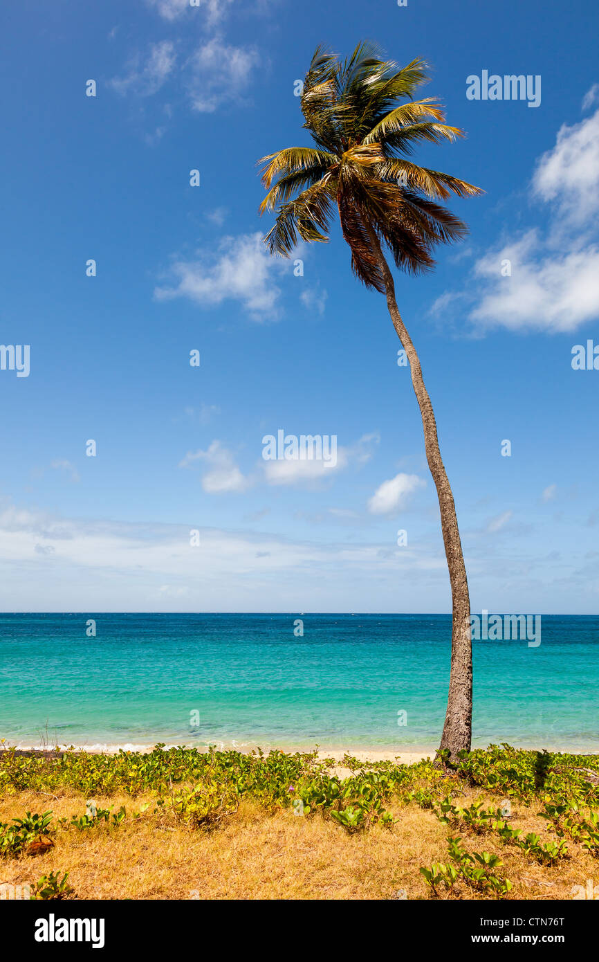 Palm Tree on Tropical Beach against Ocean and Blue Sky with Copy Space ...