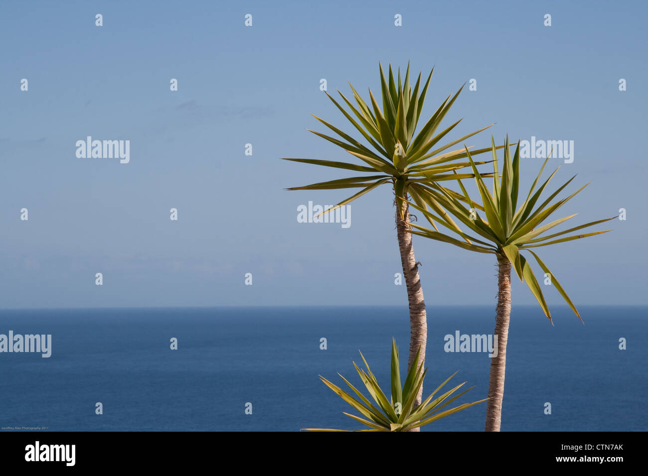 Yukka palm hi-res stock photography and images - Alamy
