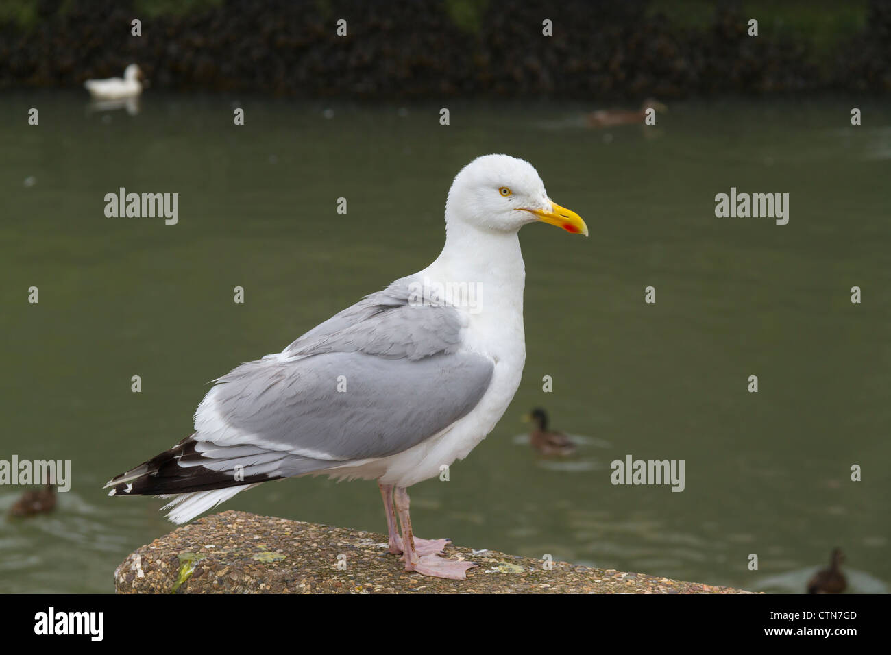 Seagull perched on a harbour wall close-up Stock Photo - Alamy